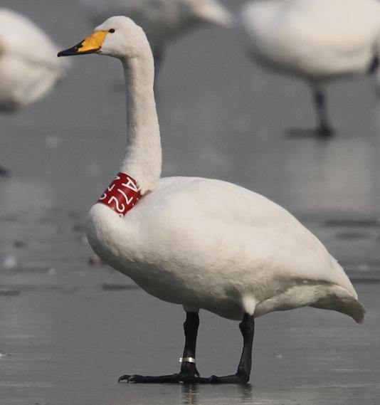 Social Structure and Reproductive Behavior of "Swan": A Field ...