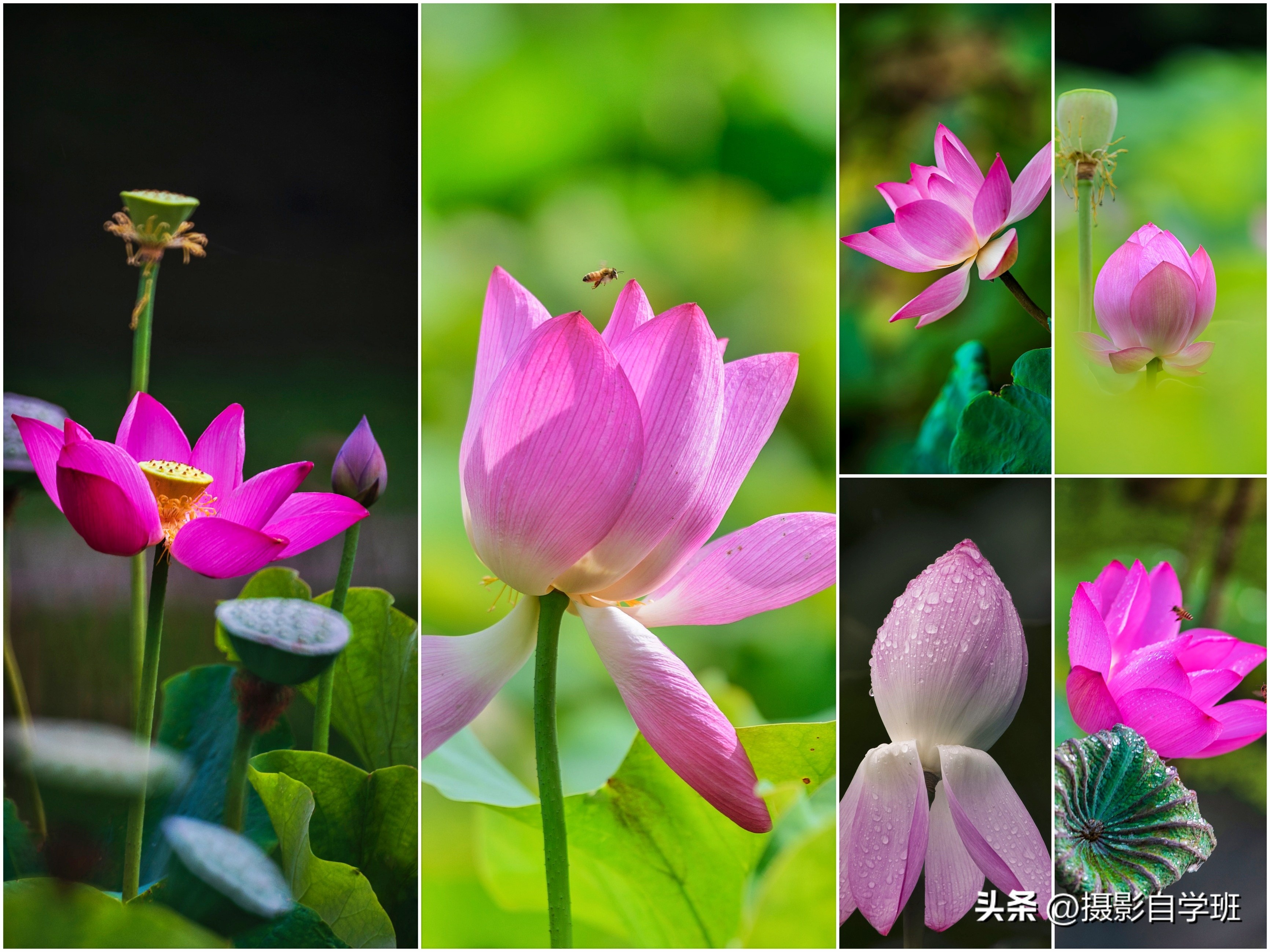 This summer's lotus is taken like this, mobile phone photography can ...