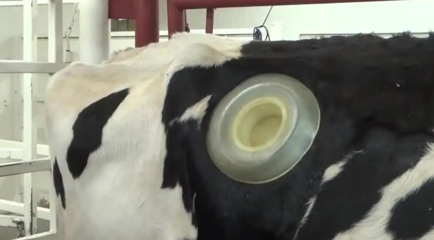 Why make a hole in the cow and often reach in and dig it out, don't ...