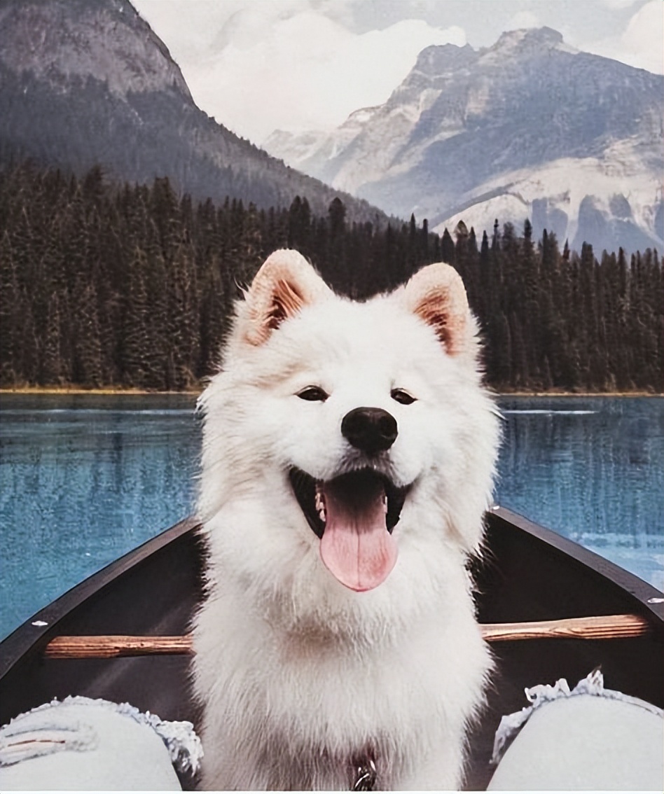 Samoyed - an ancient Nordic breed, known as the "Smiling Angel" - iMedia