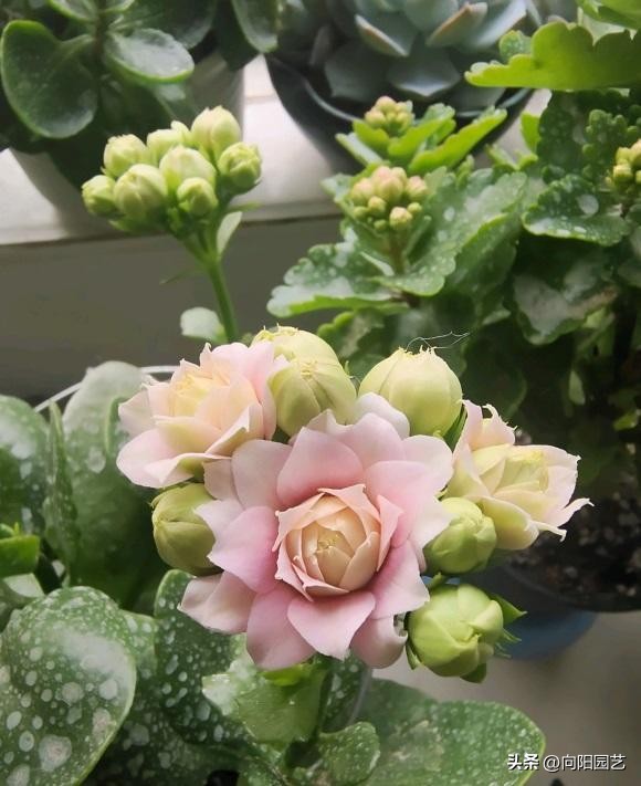 The longevity flower you raised has little or no flowering, which is ...