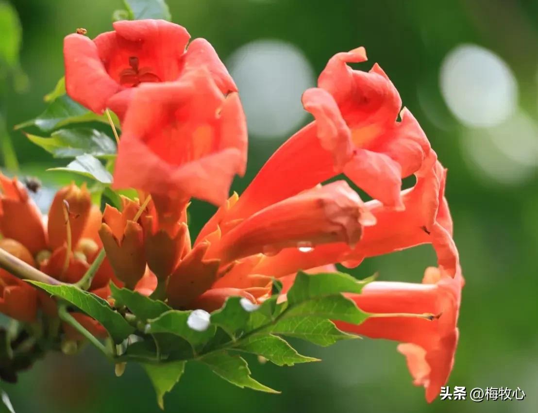 Seven Rows Ling Xiaohua (4) - iNEWS