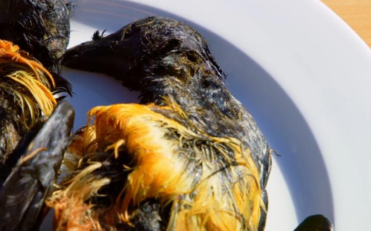 The pickled puffins of the Inuit are so smelly and disgusting, but they ...
