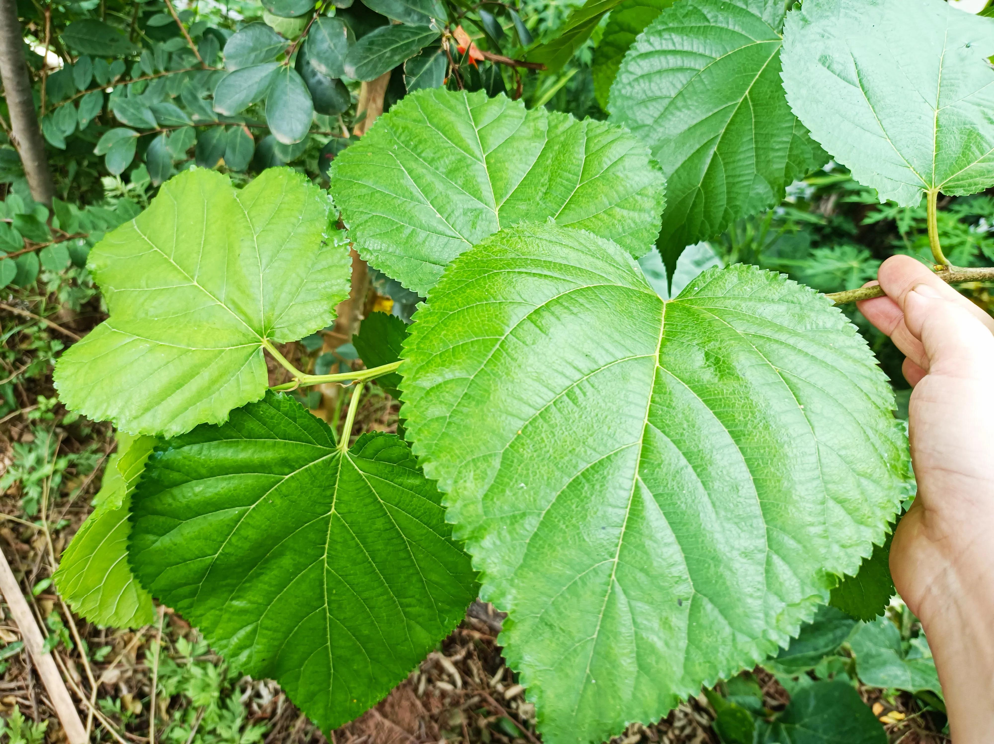 5 kinds of leaves recognized as edible in China, how many have you ...