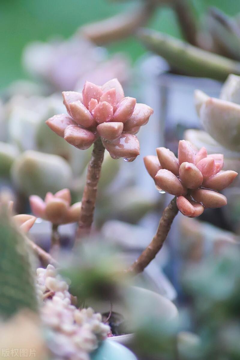 The hottest succulent species in 2023 - iNEWS