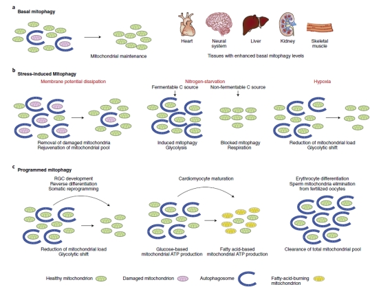 Mitophagy, an article to get you started - iMedia