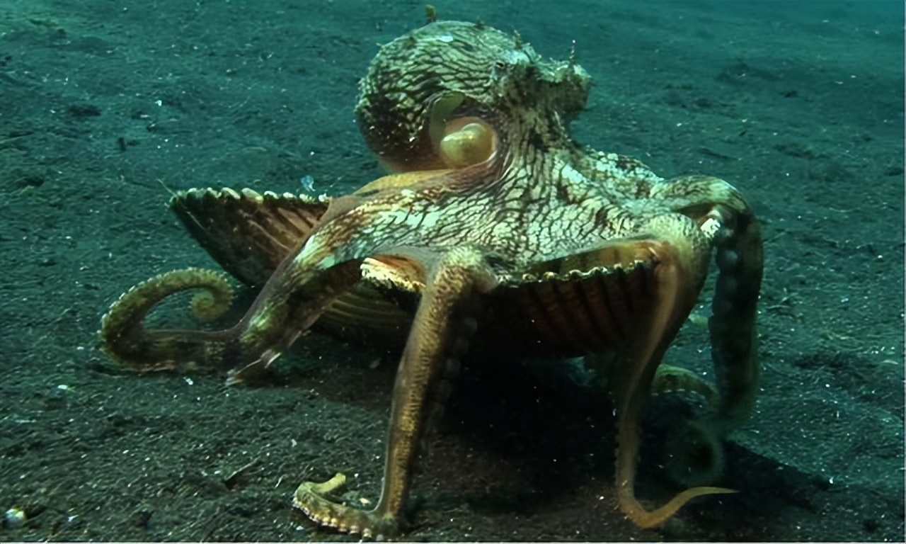 how smart an octopus is - iNEWS