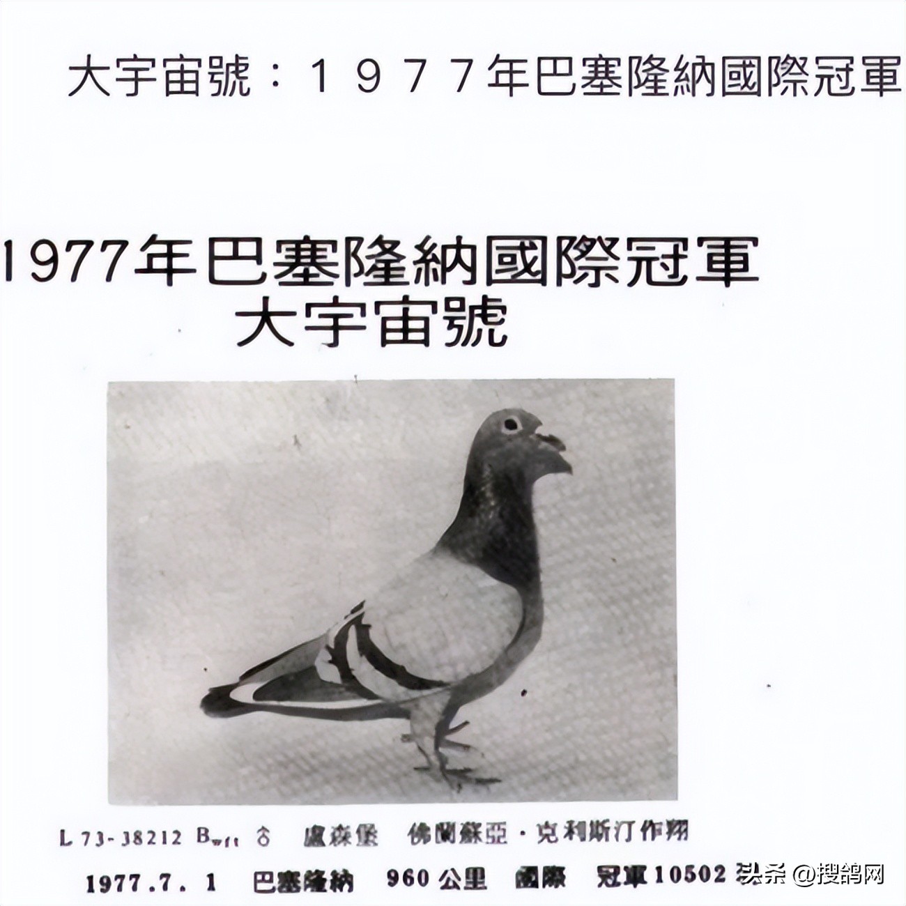 Appreciation of famous pigeons: Grand Champion with the largest number ...