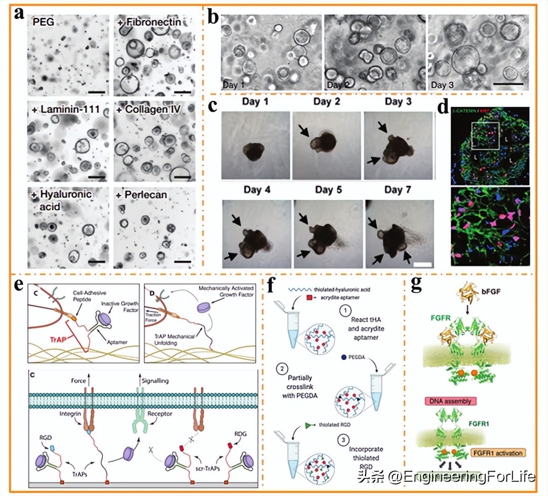 One "article" is exhausted! Miraculous acellular matrix remodels ...
