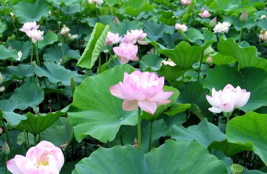 Among the top 10 masters of Song Ci, Li Yu is fifth and Li Qingzhao is ...