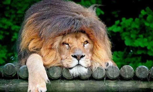 The animal version of "Fragrant Concubine" dances with butterflies, the ...