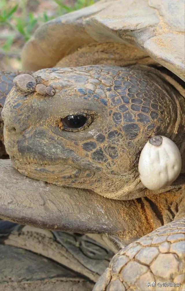 43 Amazing Animal Hunting Moments: Fierce ghost-faced bats, flying ...