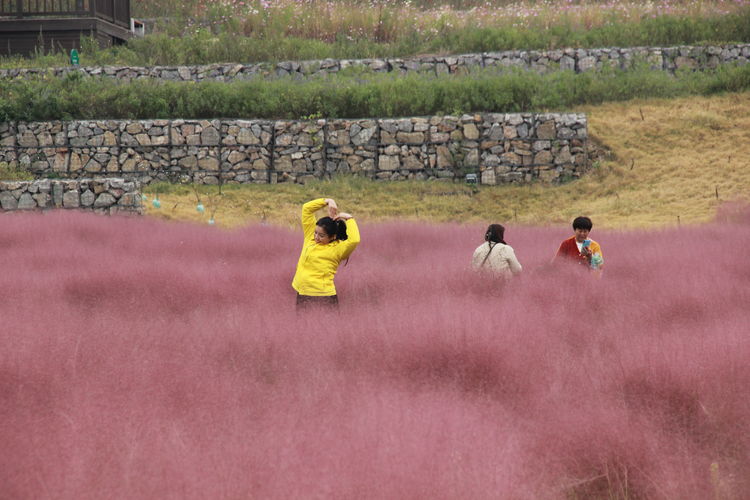 Tongyun Flowing Waterfall Manshanhong - iNEWS