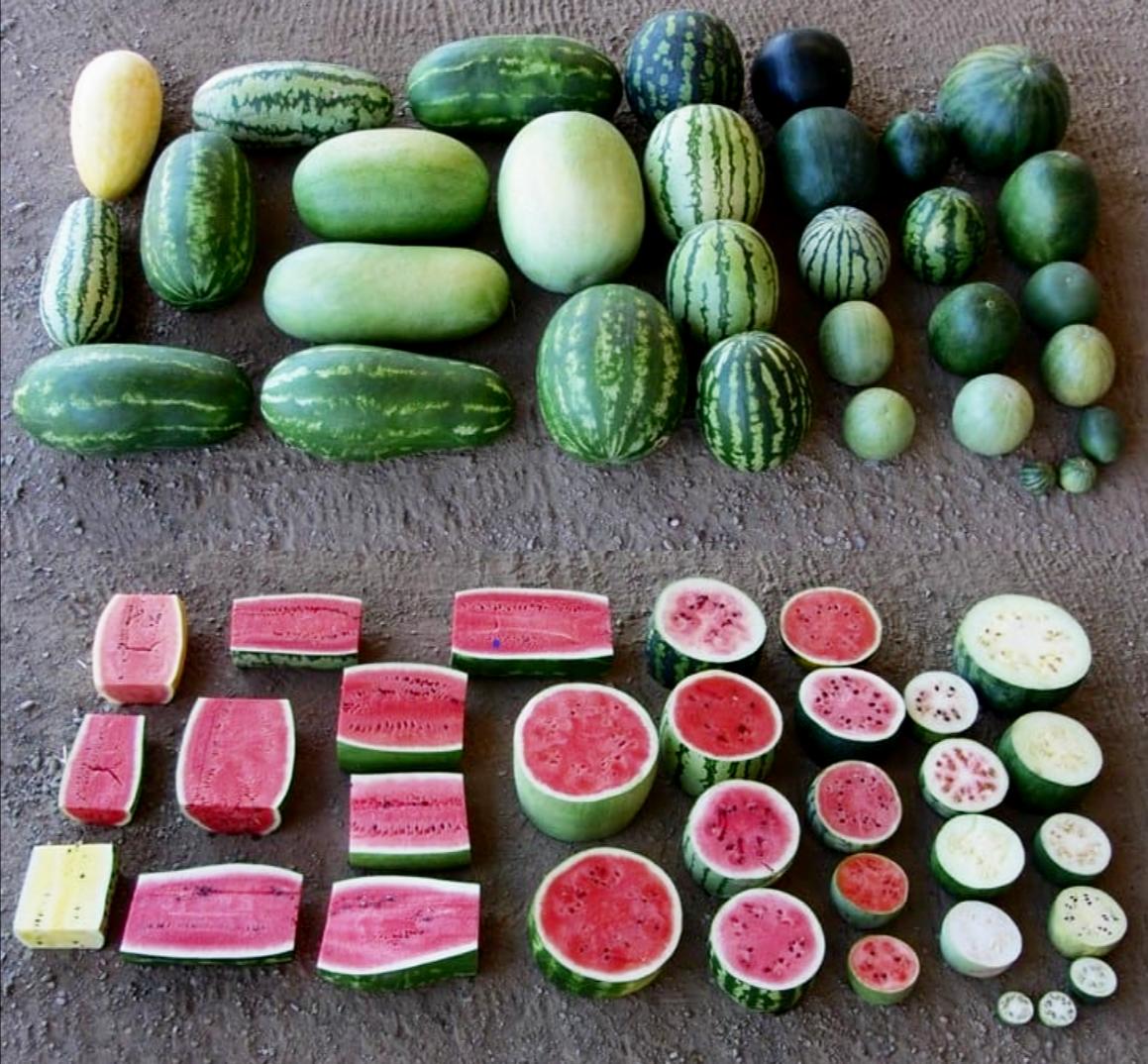 What did plants look like before they were domesticated by humans? - iMedia