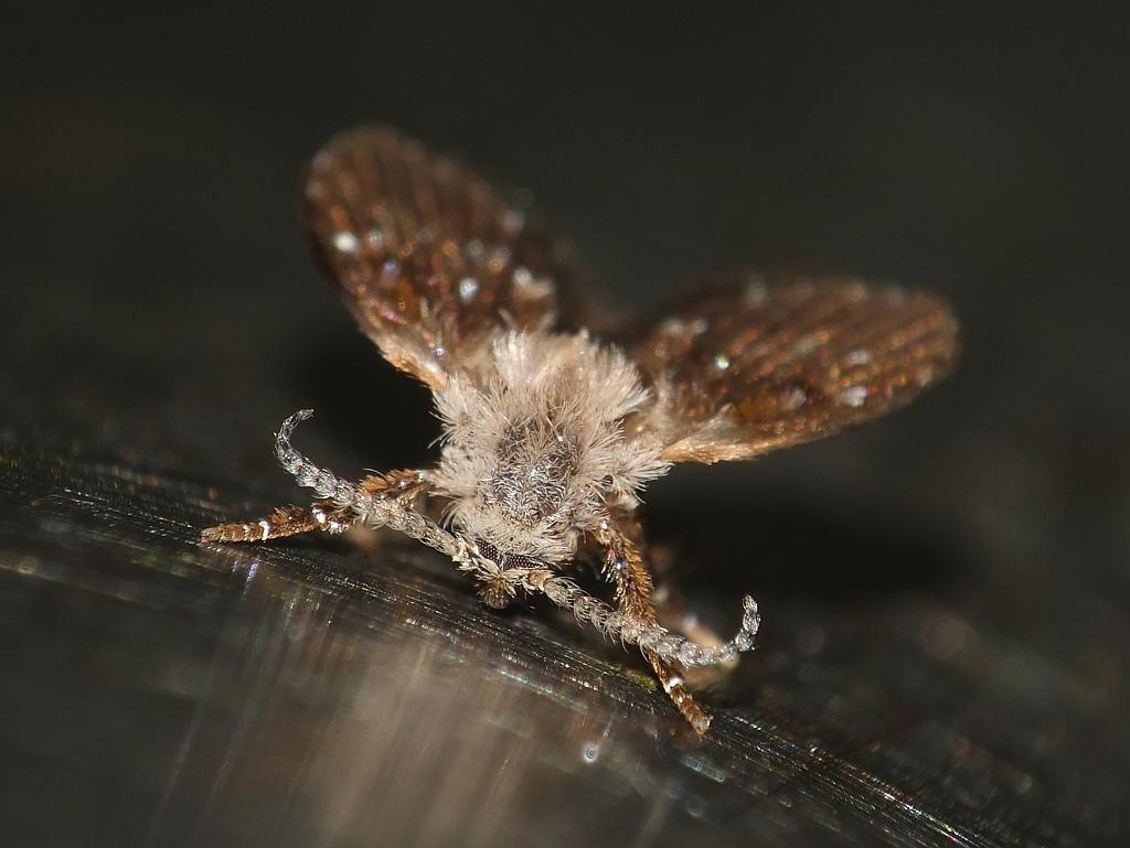 Moth midges can't be patted with hands? It lives in the sewer, is ...