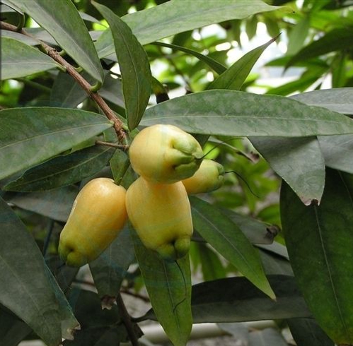 What kind of tree is roseberry - iMedia