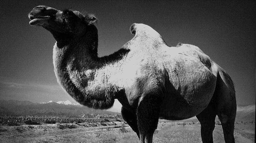 "The Crying Camel": A family of nine with four generations under the ...