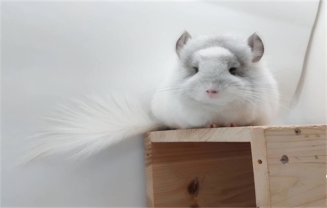 What does it mean when a hamster climbs the cage? - iNEWS