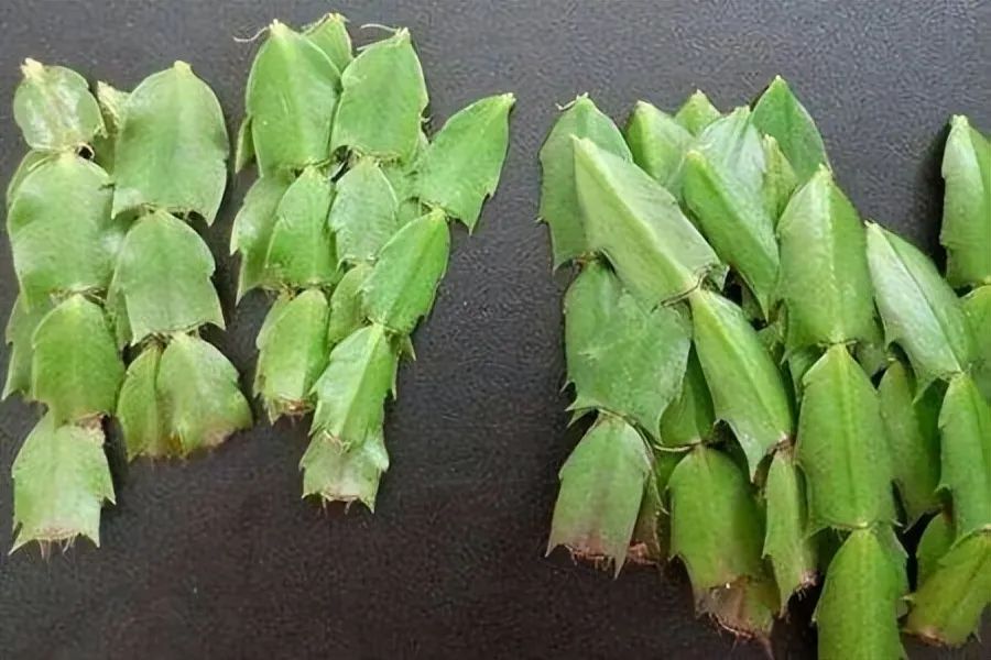 Don't throw away the old comb, use it to cut the crab claw orchid, and ...