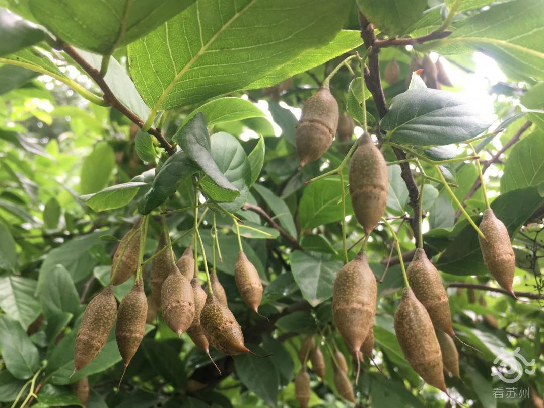 The "Giant Panda" of the Plant World!There are three scale hammer trees ...