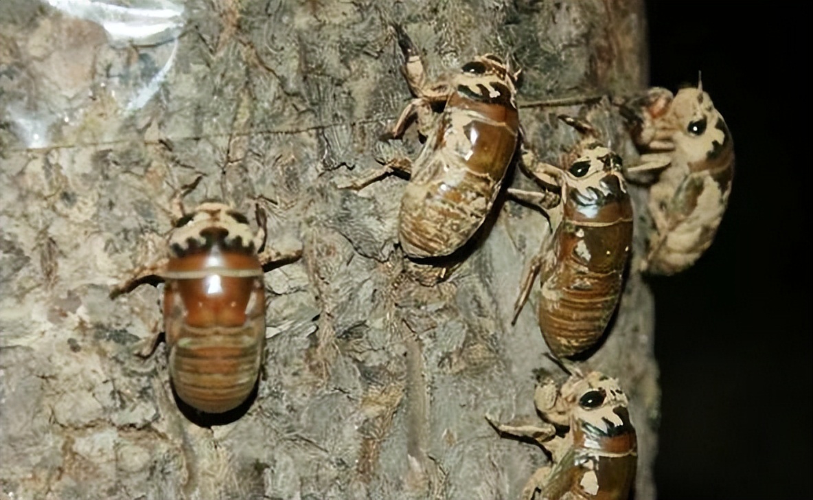 Is eating "cicada monkey" "healthy" or "healthy"? many people don't ...