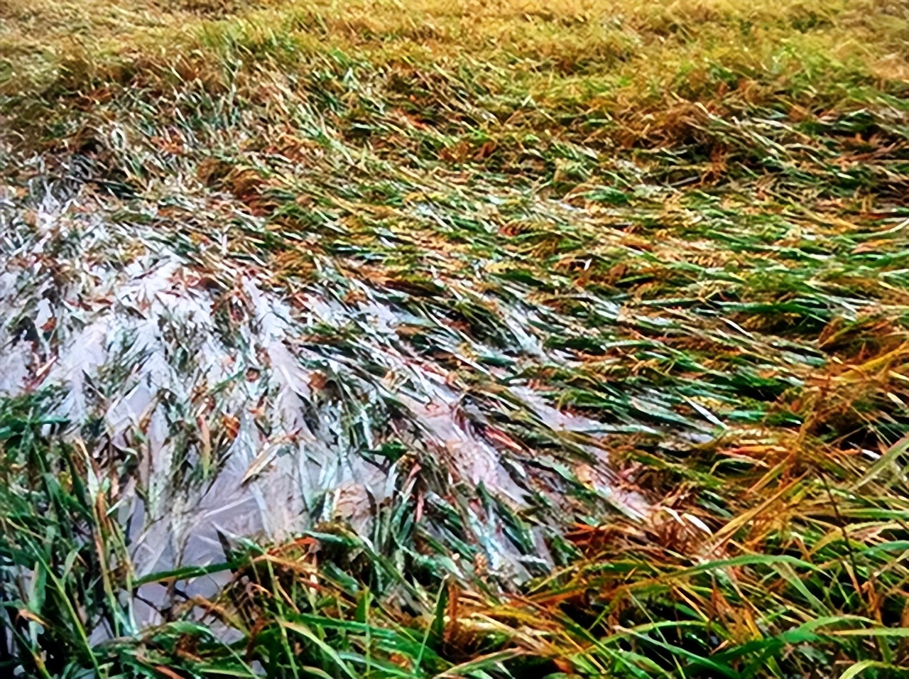 Wu Jiaji describes the rain in the morning and sighs the bitterness of ...