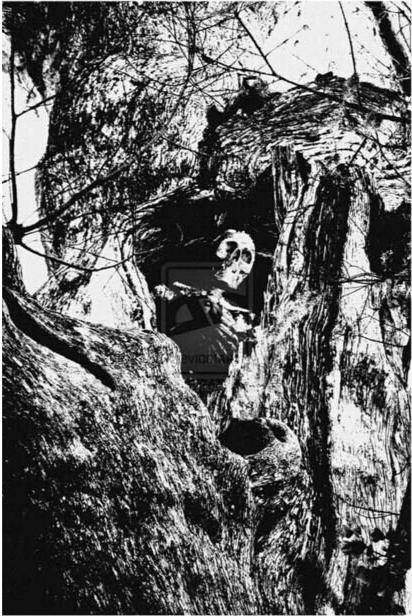 The Banshee in the Tree incident, one of the most famous headless koans ...