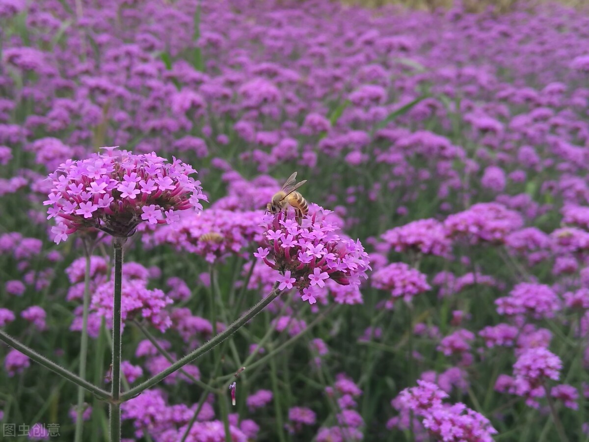 I can't hide it!These 8 places in Chengdu bloom into a sea of flowers ...