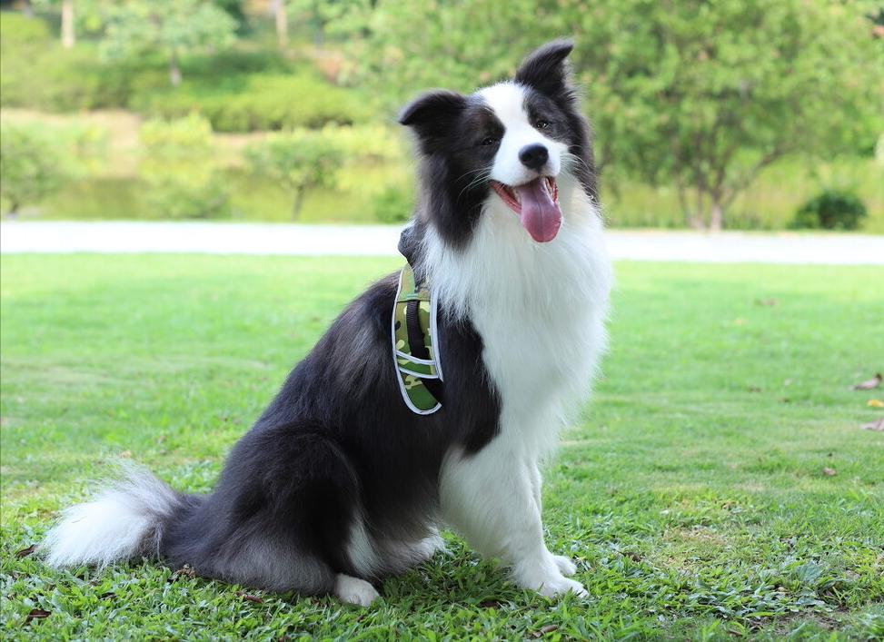 5 Benefits of Raising Border Shepherds - iNEWS