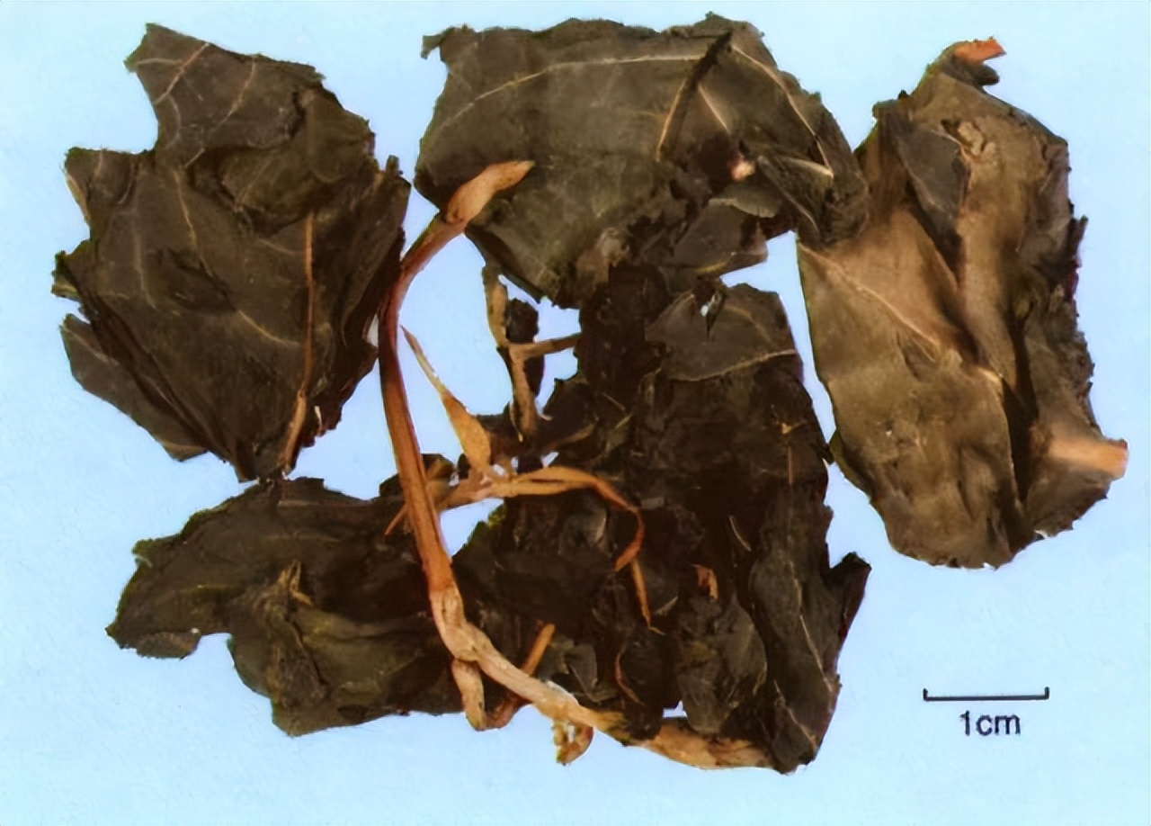 Take you to identify Polygonum green leaves - iMedia