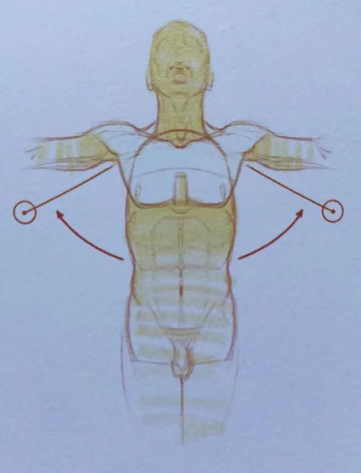 Dynamic Human Structure - Arms and Elbows - iNEWS