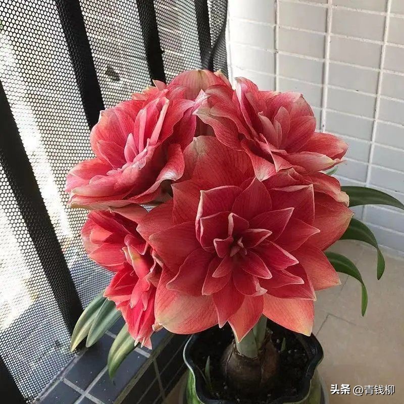 This common herbaceous flower potted Hippeastrum, how to plant it to ...