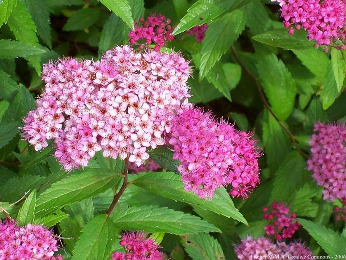 The pink spirea native to China, why do you want to call it "Japanese ...