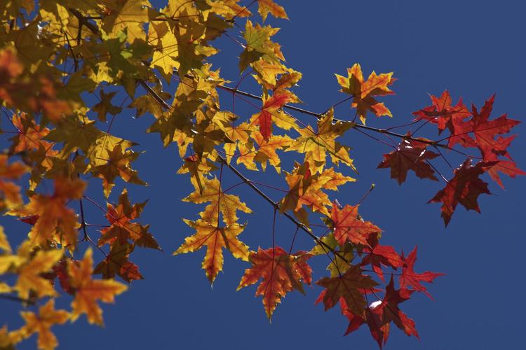 Explore the types and meanings of white trees, pure and beautiful white ...