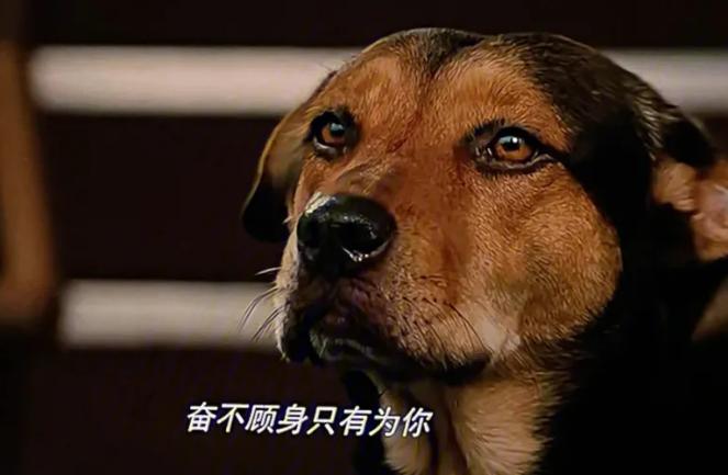 A Dog's Way Home: A Beautiful Animal Story by Charles Martin Smith - iMedia