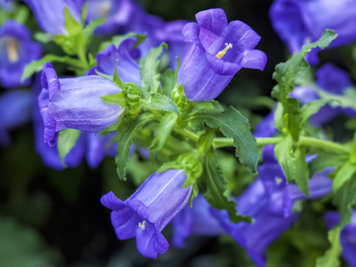 Collect healing bell flowers together - iNEWS