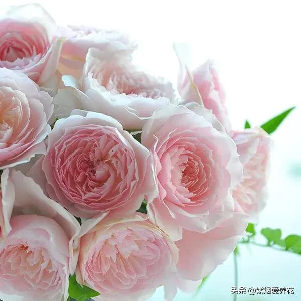 There is a kind of rose called Misaki, which has a strong aroma and ...