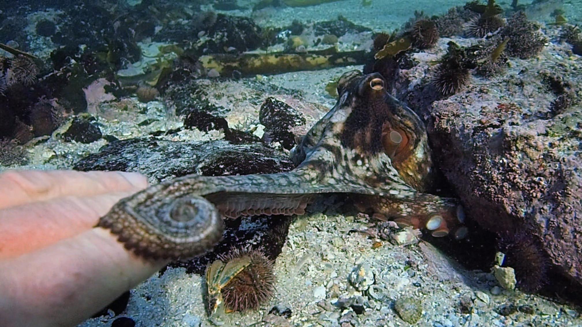 Documentary "Me and My Octopus Teacher": The Things About an Octopus ...