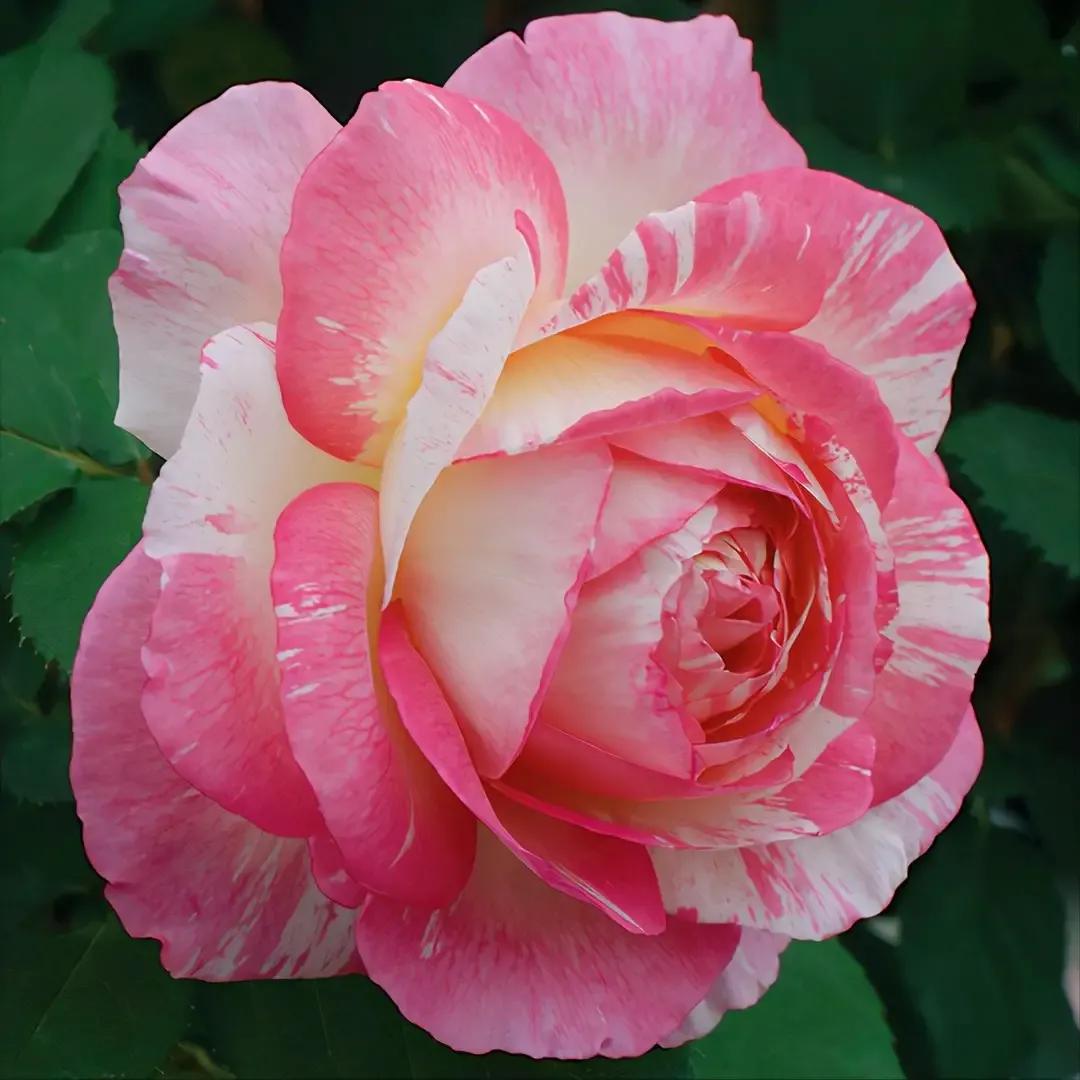 Impressionist rose, gorgeous color matching, wonderful to the extreme ...