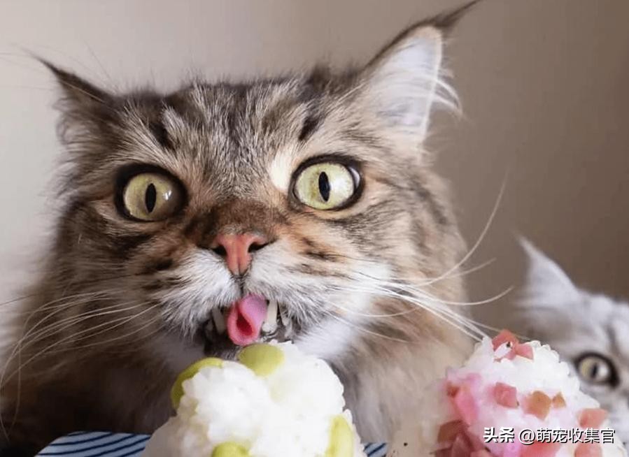 Do you know these behaviors that chronically harm cats? - iNEWS