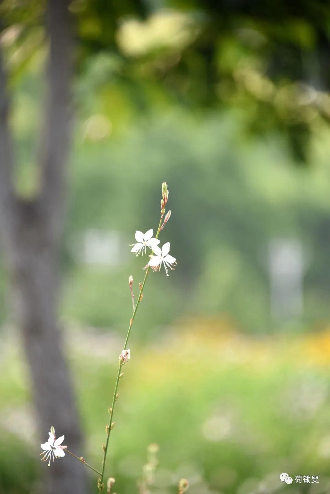 Have you seen mountain peach grass? - iNEWS