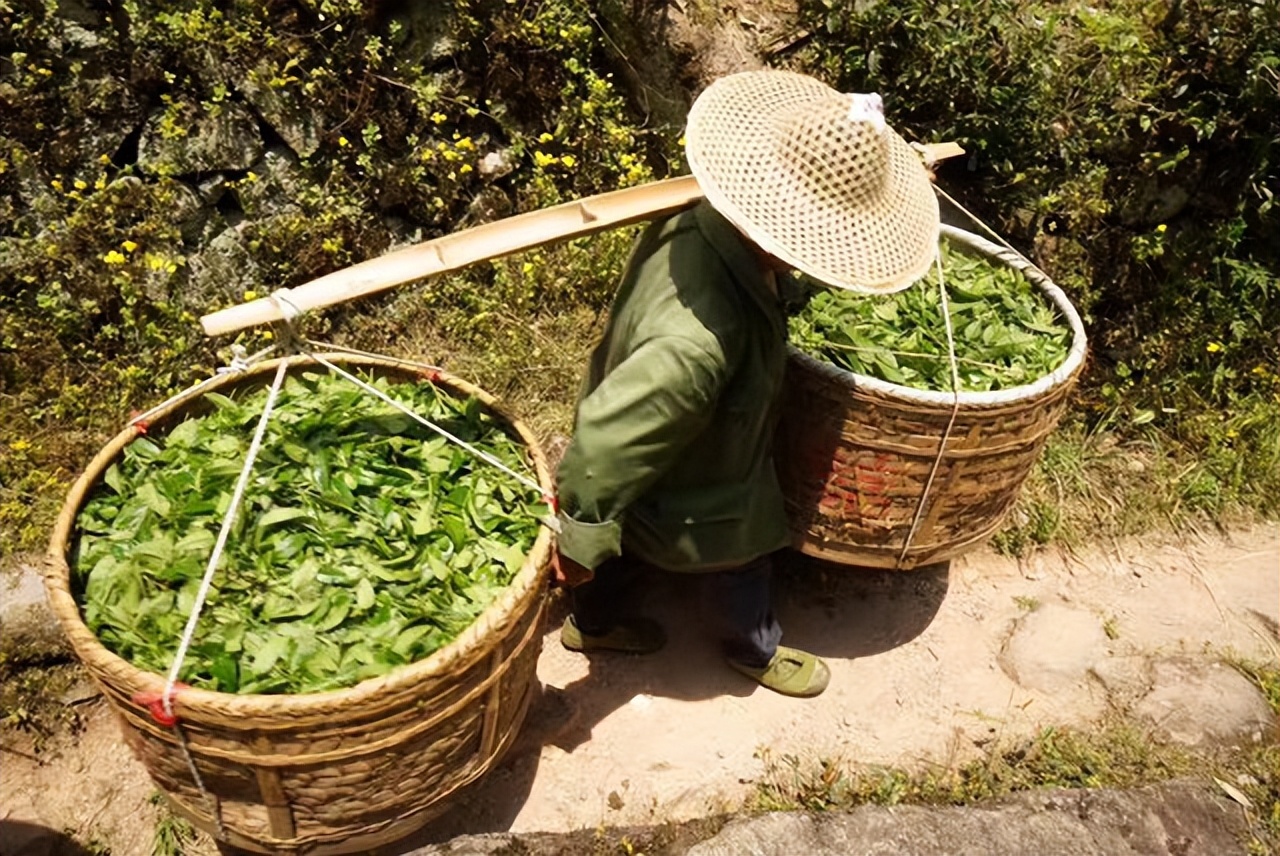What is the magic of the "roasting" of Wuyi rock tea? - iNEWS