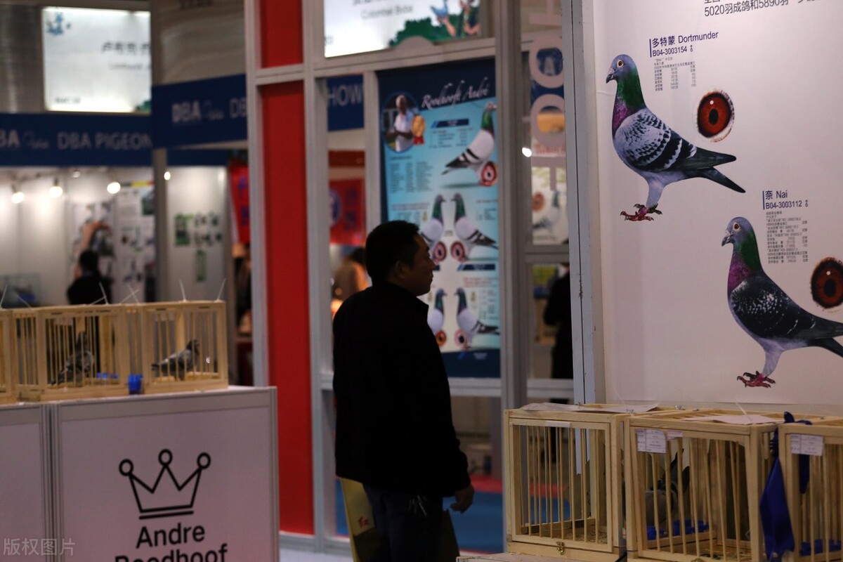 Processed pigeon breeding - iNEWS