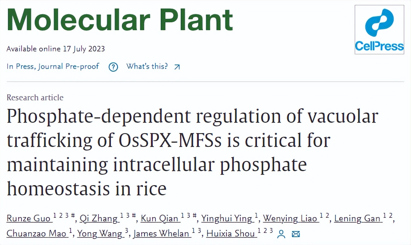 "Mol Plant"Revealing the molecular mechanism of phosphate concentration ...