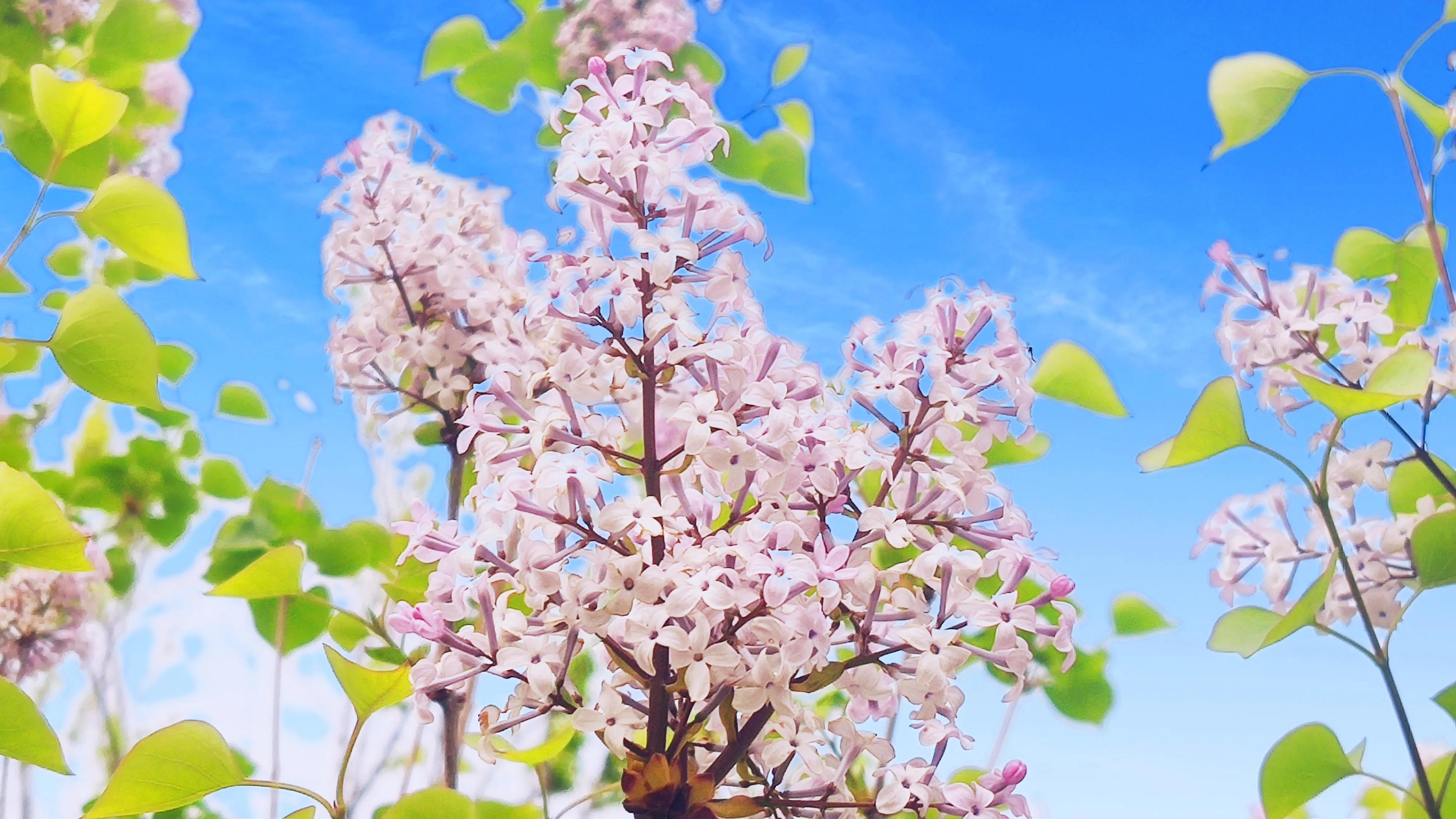 Coriander tree blooming paper flower - iNEWS