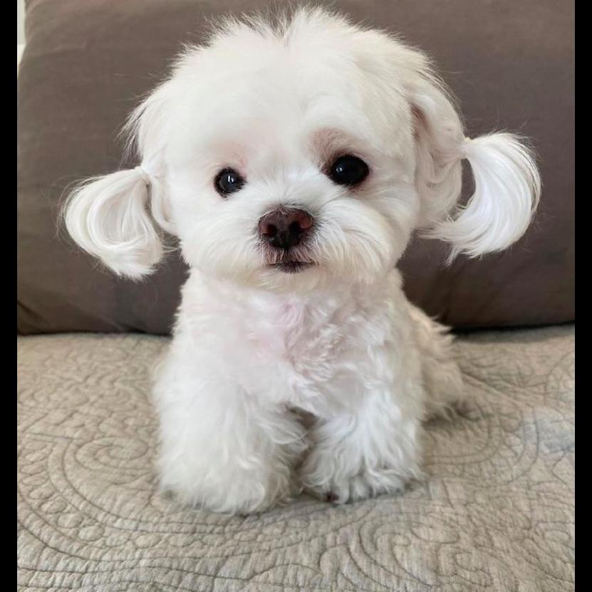 The owner has ponytails on the dog, it looks like a little girl, so ...