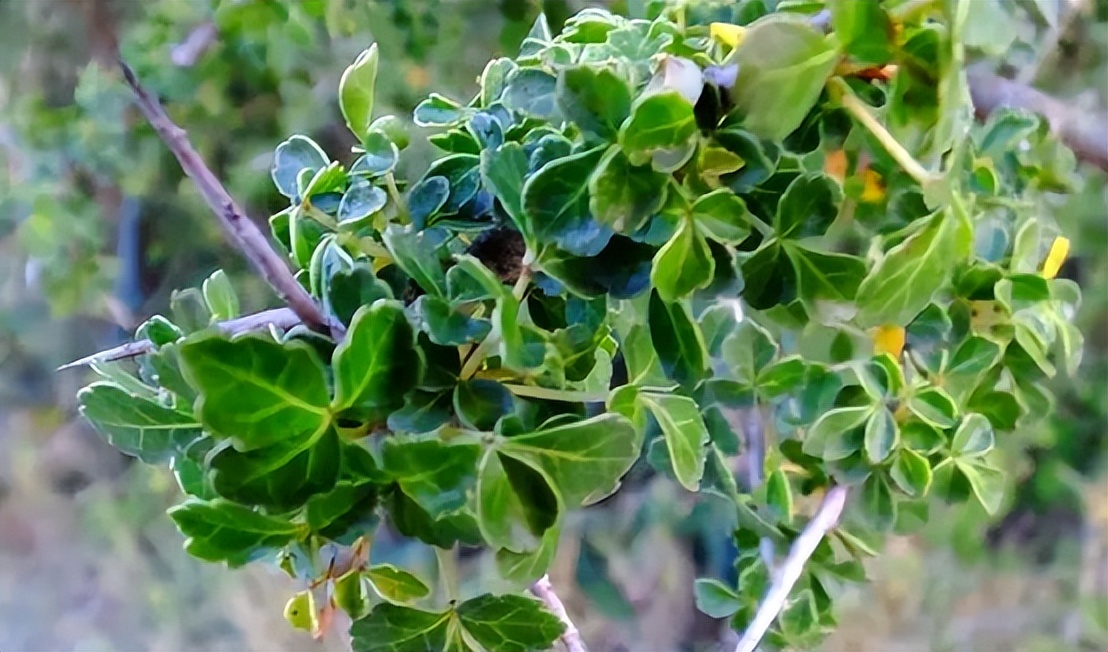 Explore the Myrrh Tree: A Fantastic Journey into the Plant World! - iNEWS