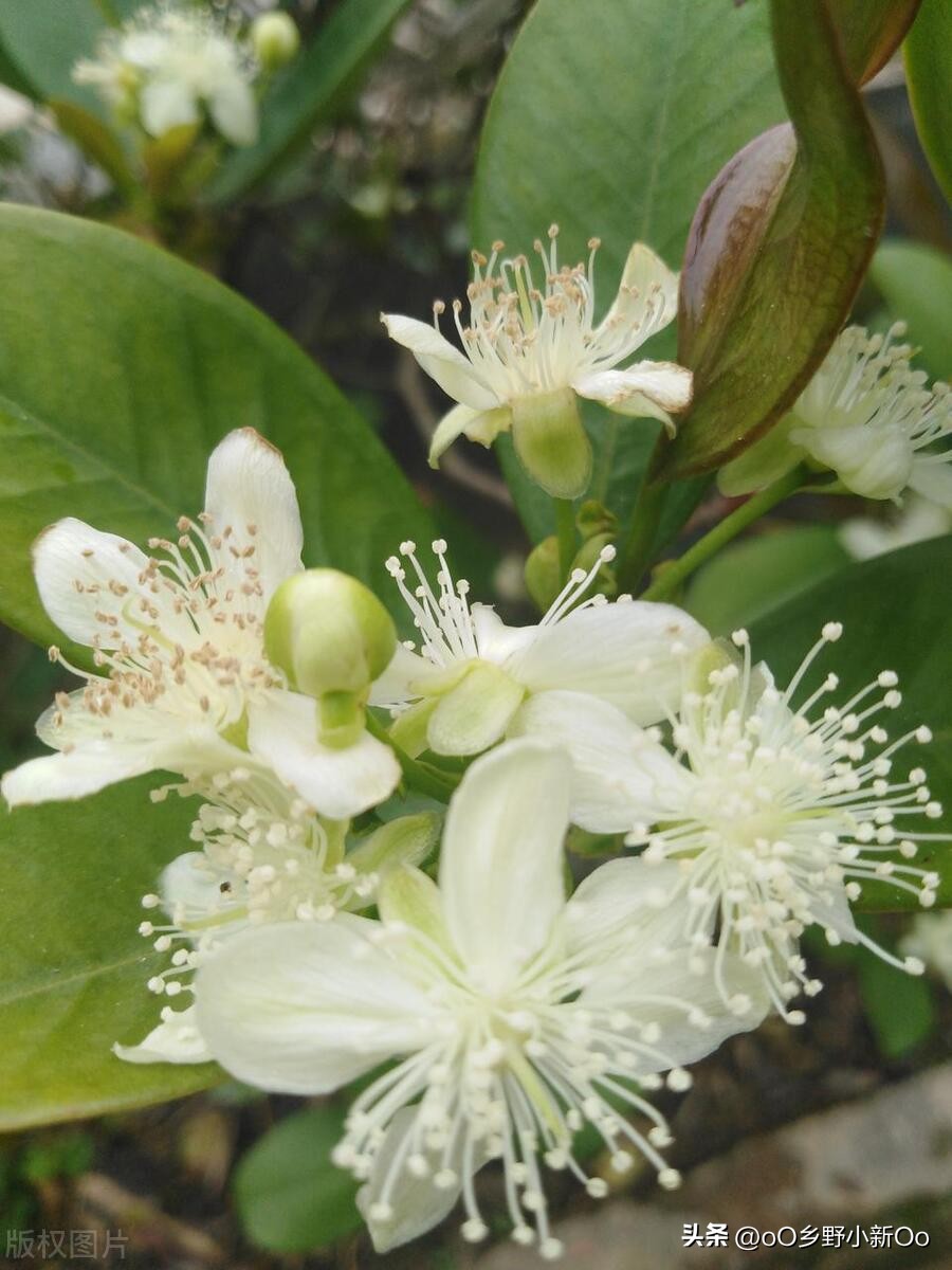 The cultivation methods and precautions of red nan will help you ...