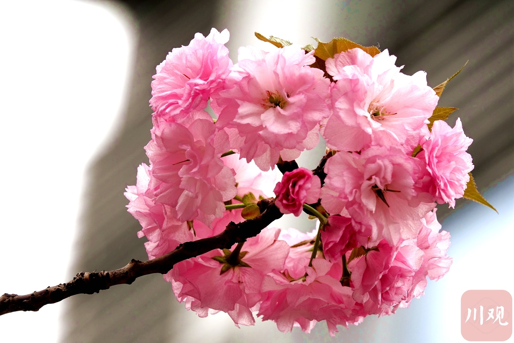 Cherry blossoms bloom on the streets of Chengdu - iNEWS
