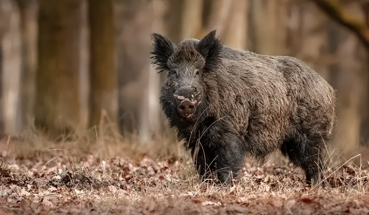 Canada has bred a super boar! Damn America! Spreading like cancer can't ...